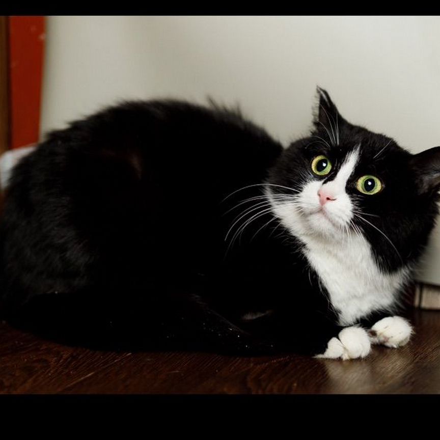 Взрослая, Девочка кошка в добрые руки