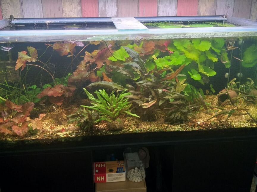 Аквариумные растения