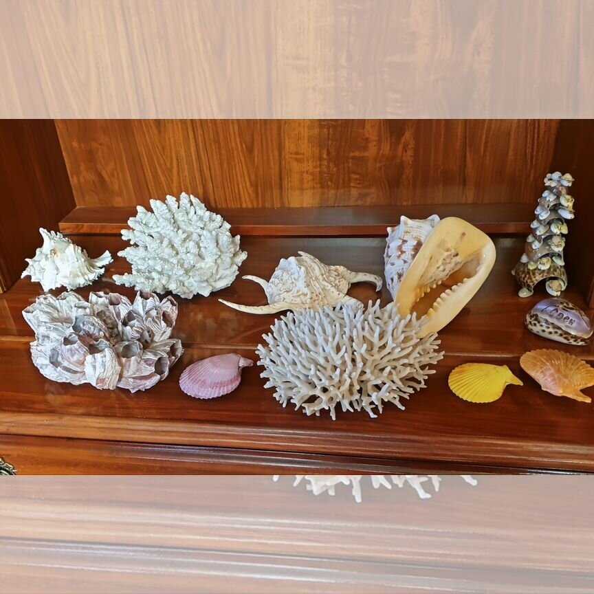 Морские ракушки раковины и кораллы