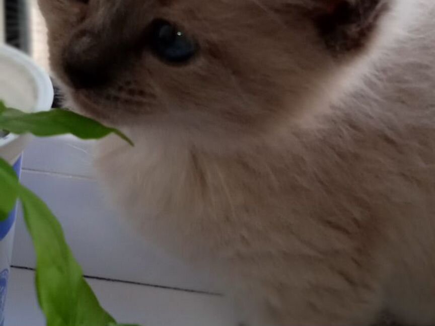 Британские котята
