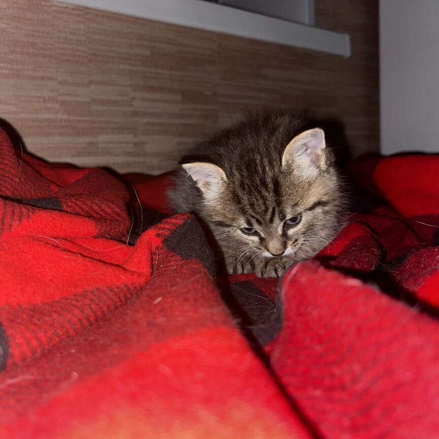 Котенок серенький