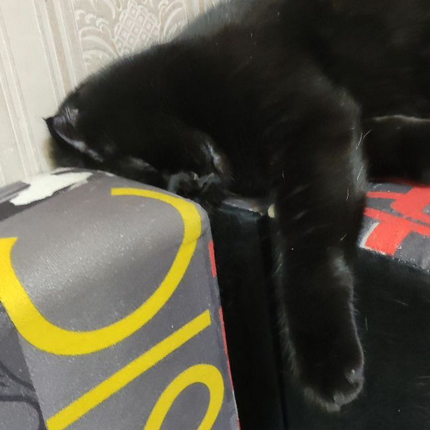 Британский короткошёрстный, взрослый кот