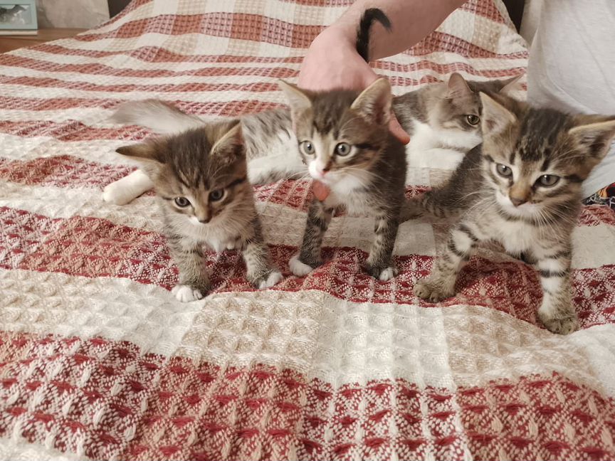 Котята в добрые руки приучены к лотку