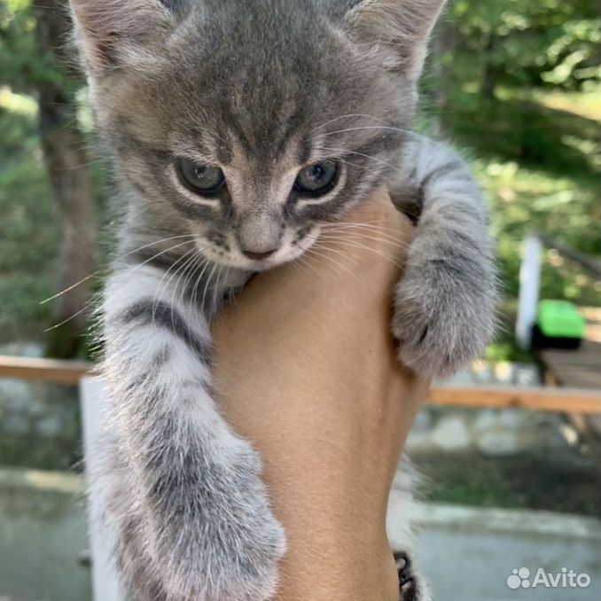 Малыш 1,5 месяца, котенок мальчик