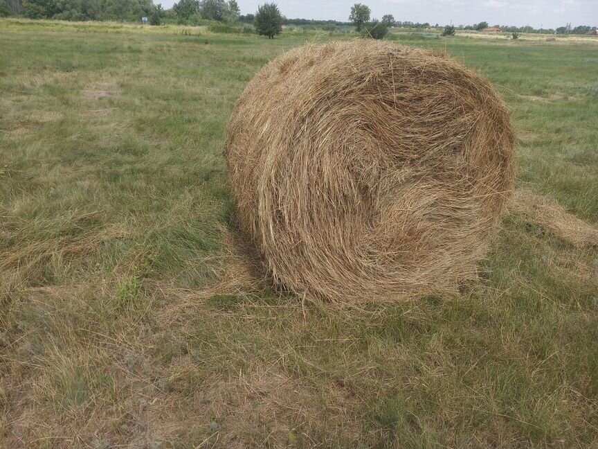 Продам сено в рулонах