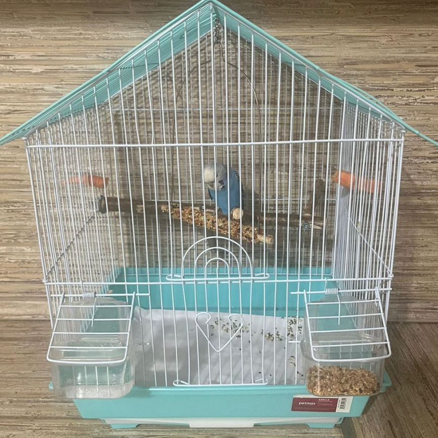 Волнистый попугай с клеткой