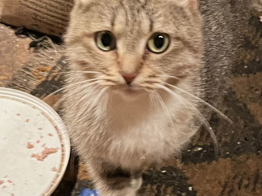 Кошка