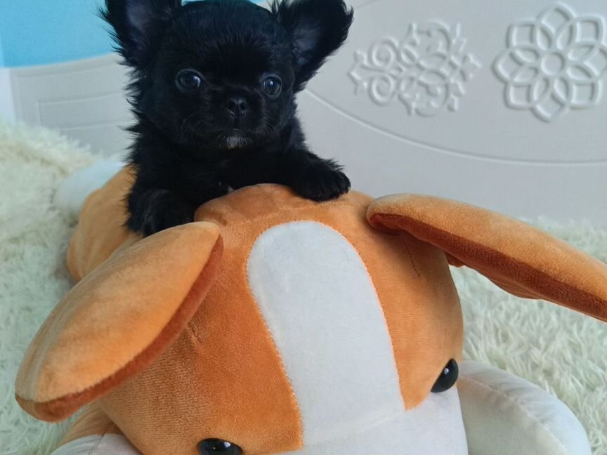 Щенки чихуахуа