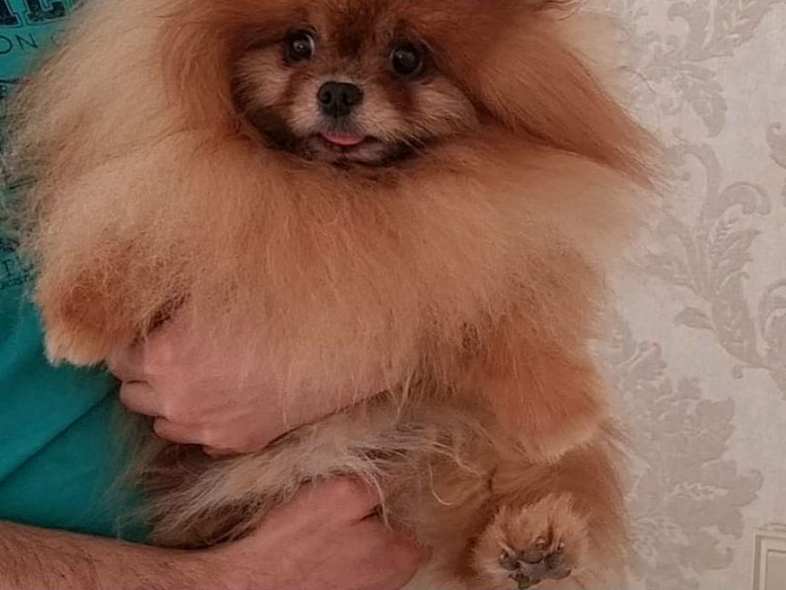 Померанский шпиц мальчик