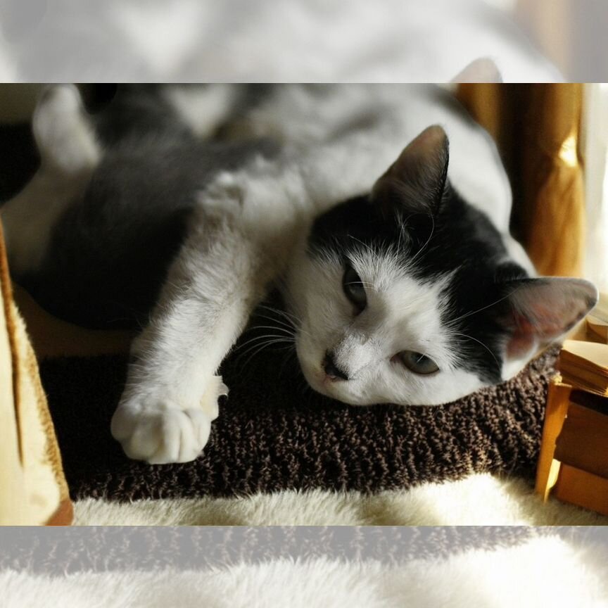 Кошка Ася в добрые руки