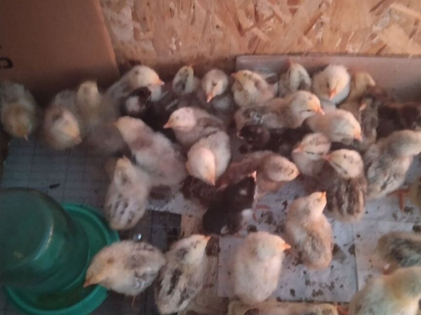 Цыплята мастер грей