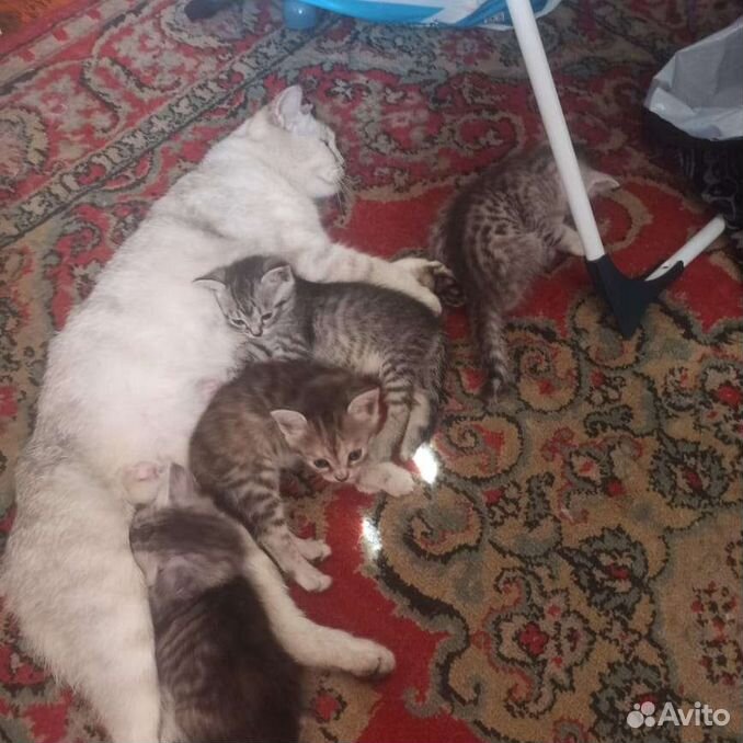 Котята британские короткошорстные