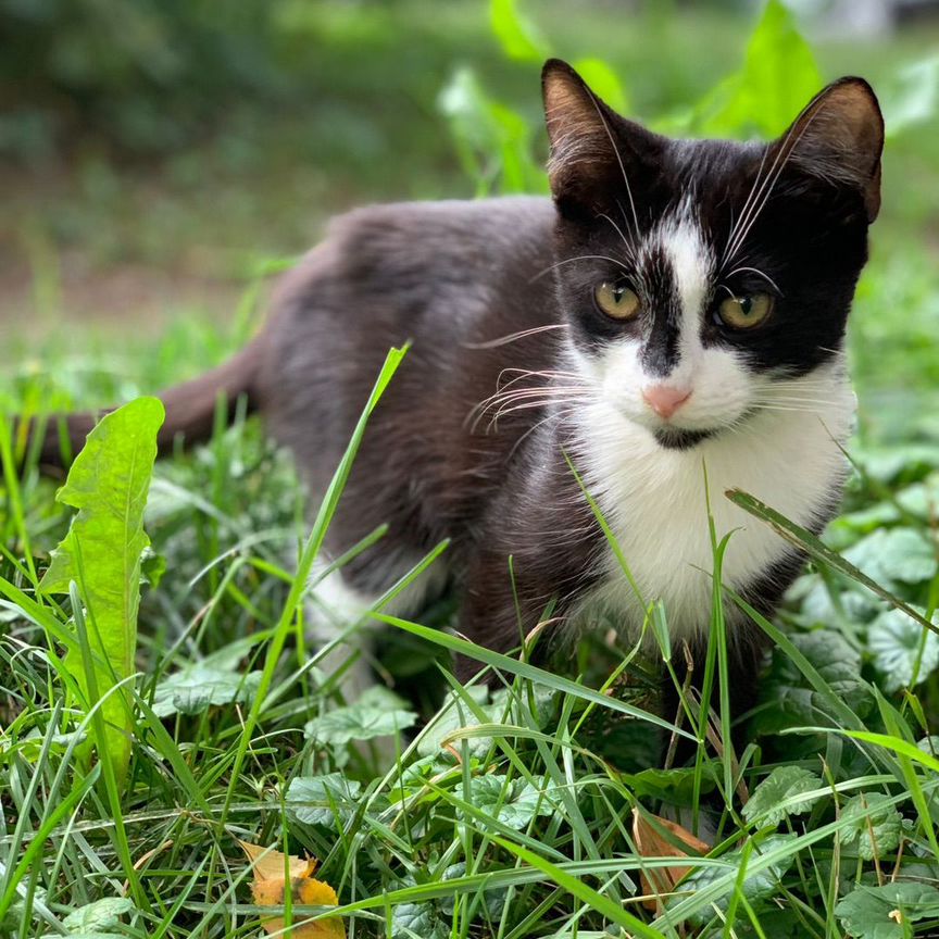Котята 4 месяцев