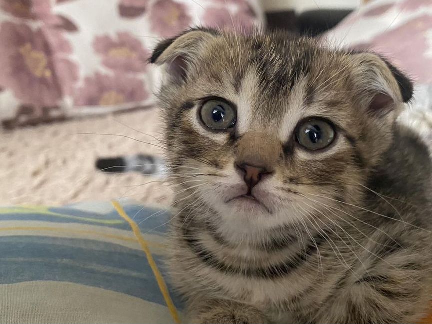 Шотландская вислоухая