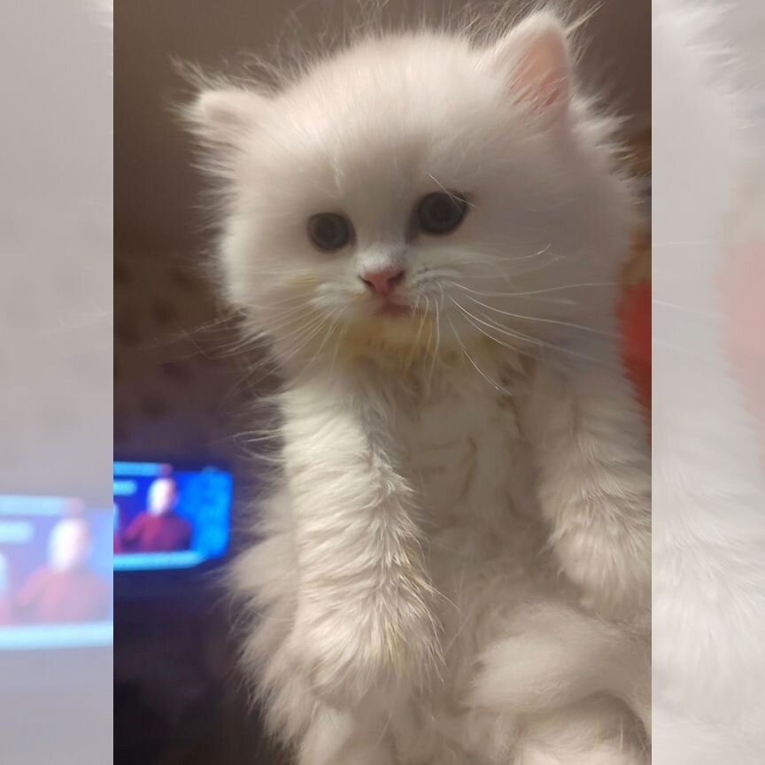 Британский длинношёрстный котёнок