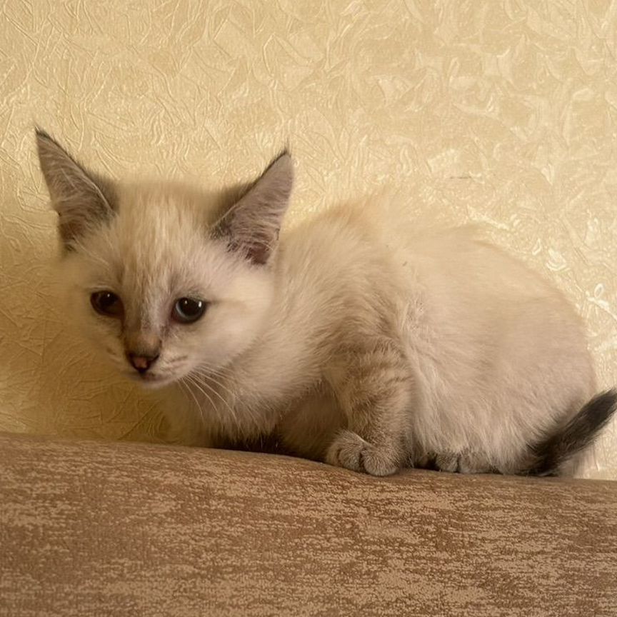 Отдам в добрые руки