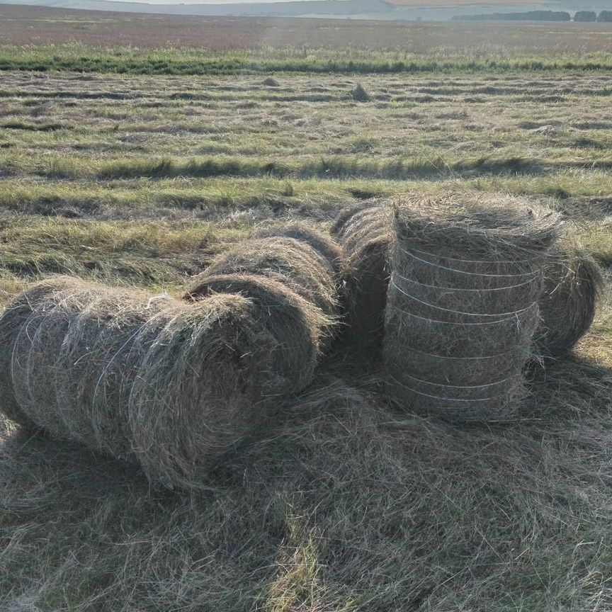 Сено в рулонах