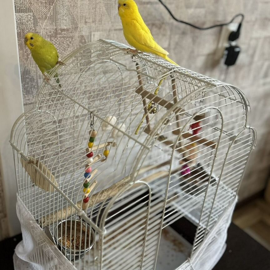 Волнистый попугаи