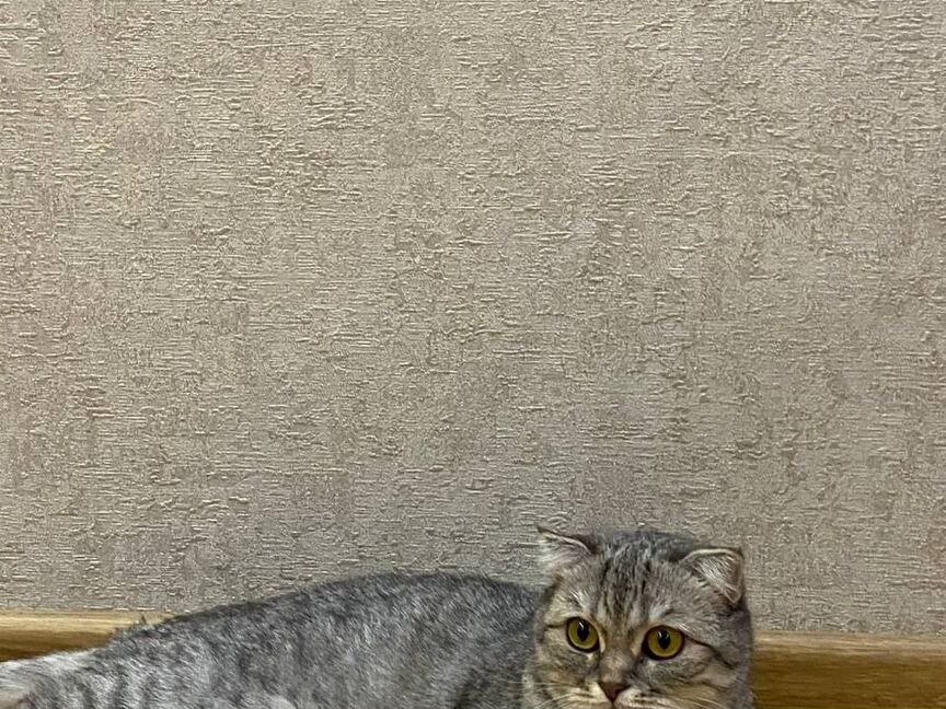 Шотландская прямоухая кошка