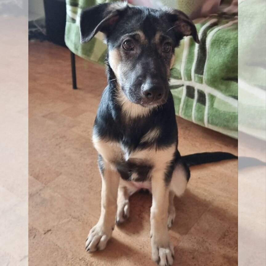 Отдам бесплатно щенят