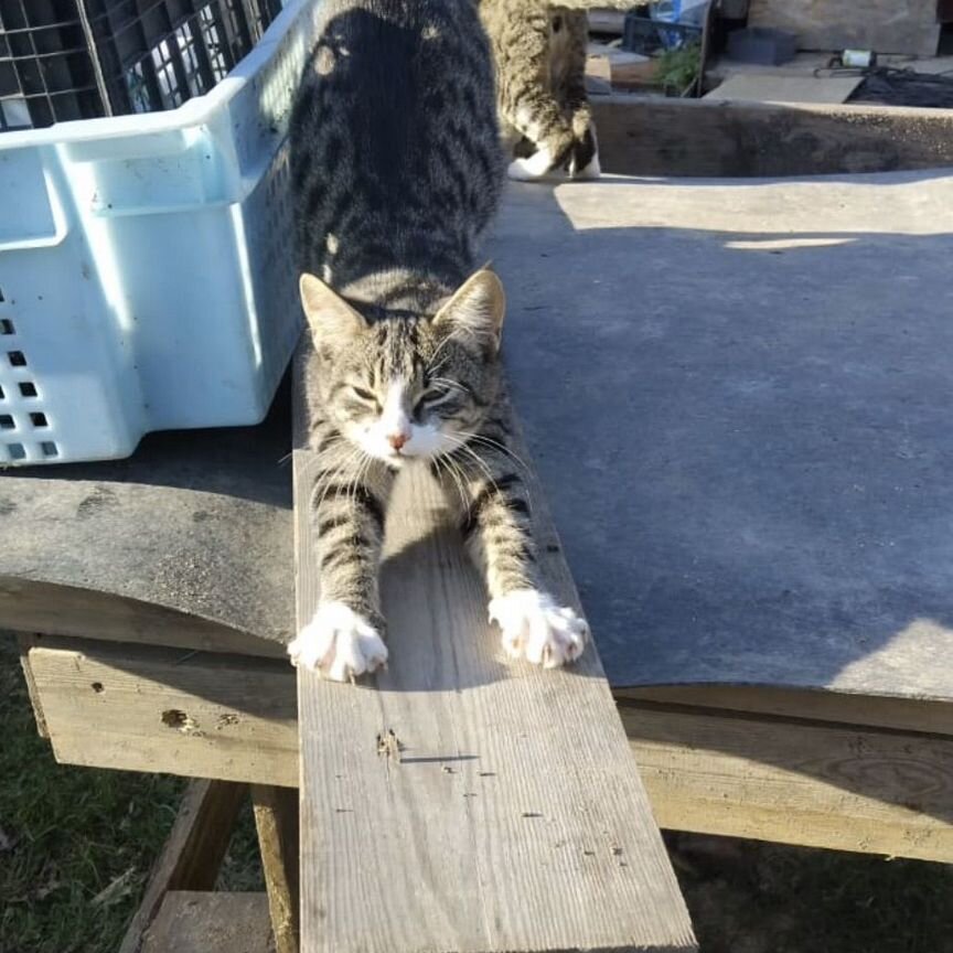 Взрослая кошка в добрые руки