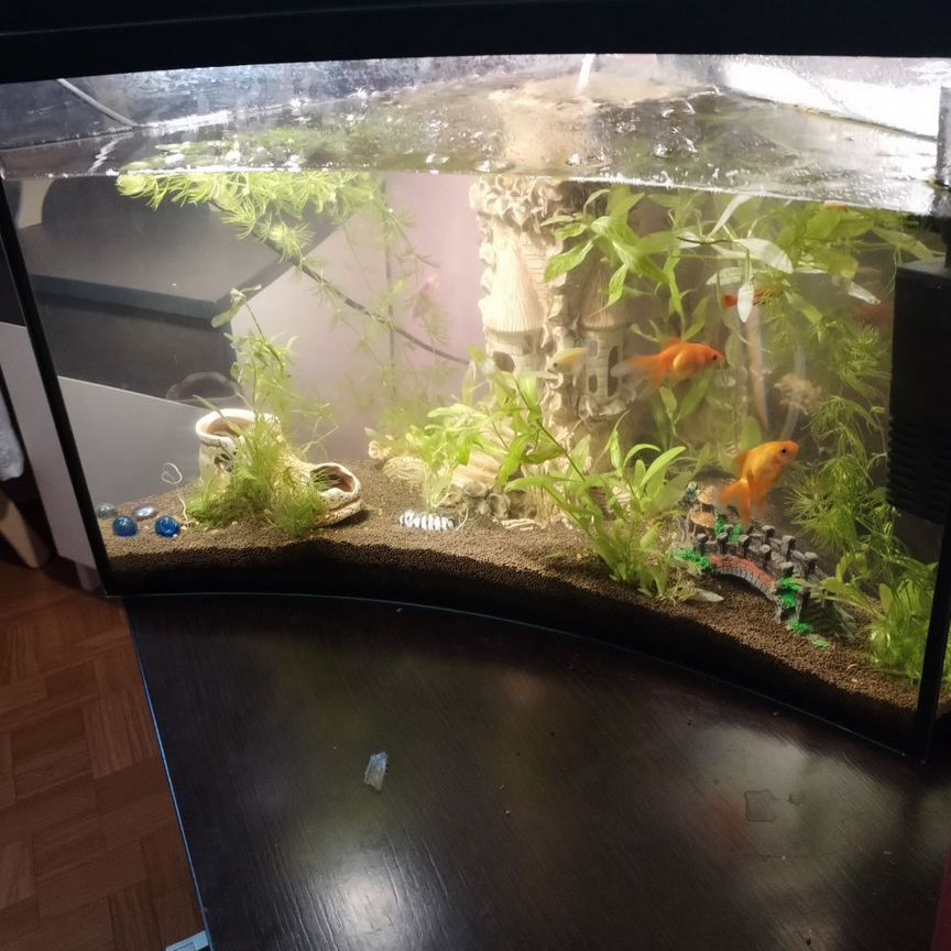 Аквариум с рыбками
