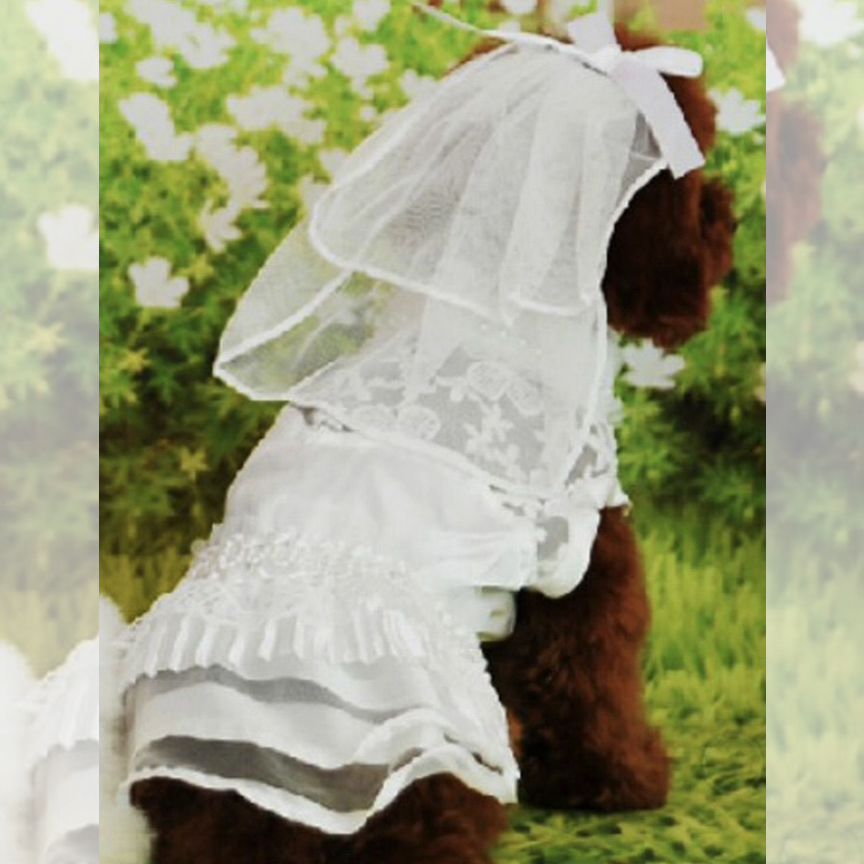 Наряд для маленьких пород собак