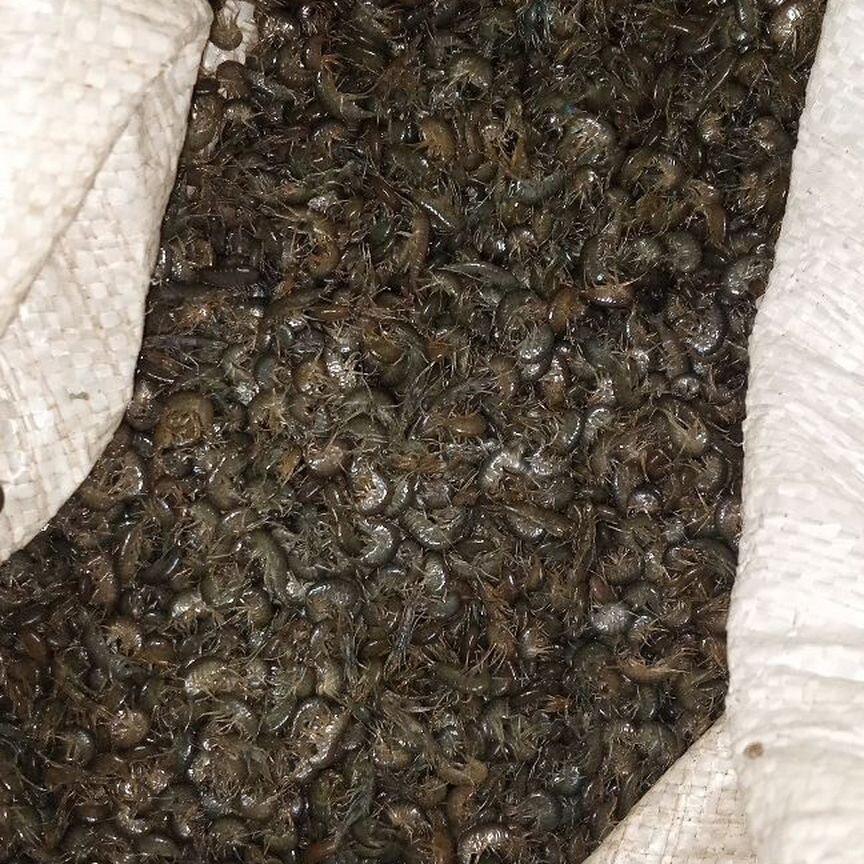 Продам мороженный мормыш