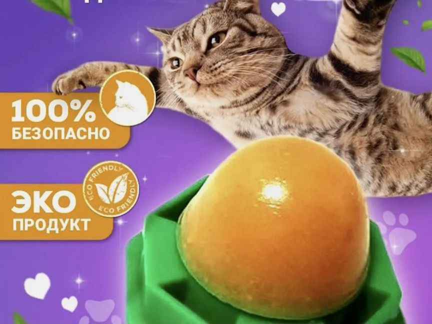 Кошачья мята Мята для кошек