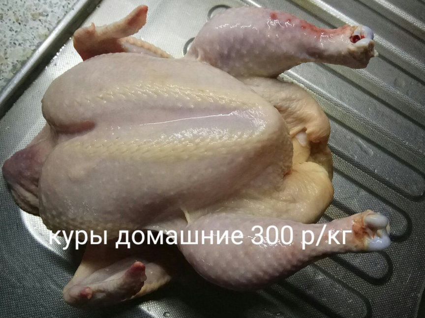 Бройлер домашний