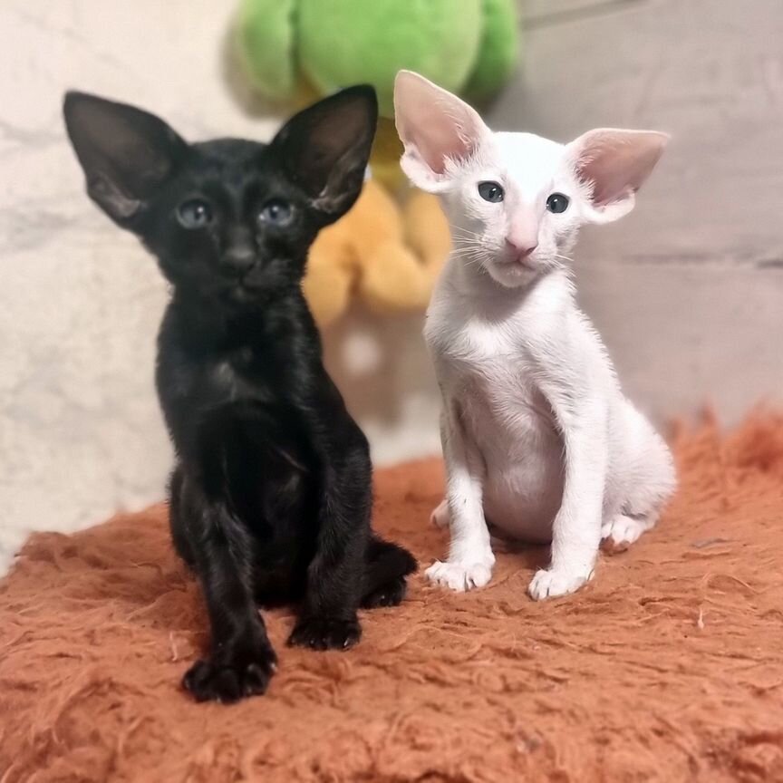 Ориентальные котята