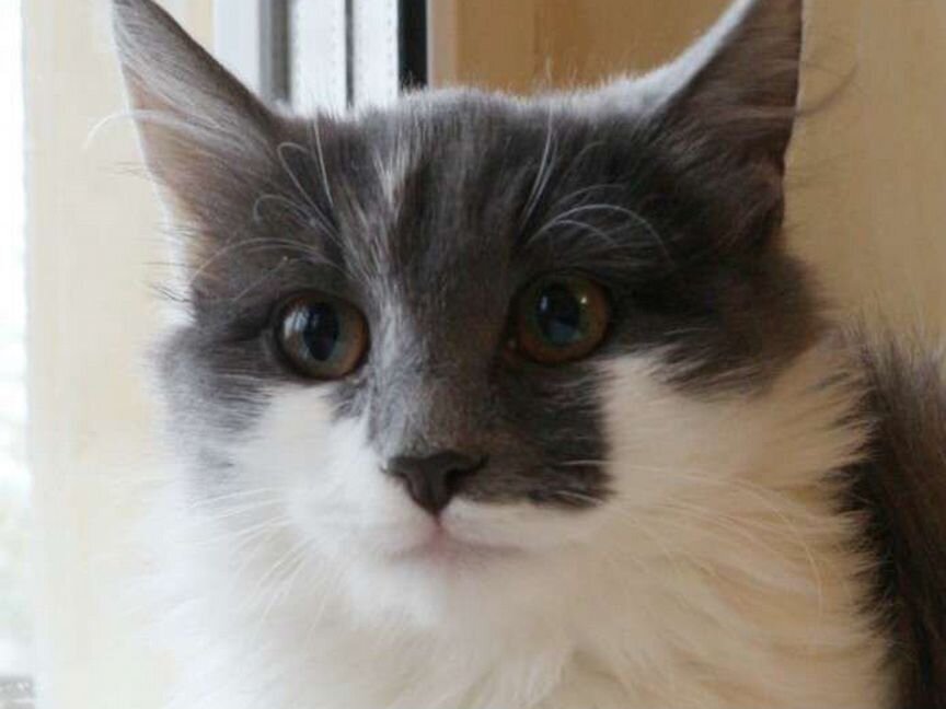 Ищем человека с добрым сердцем