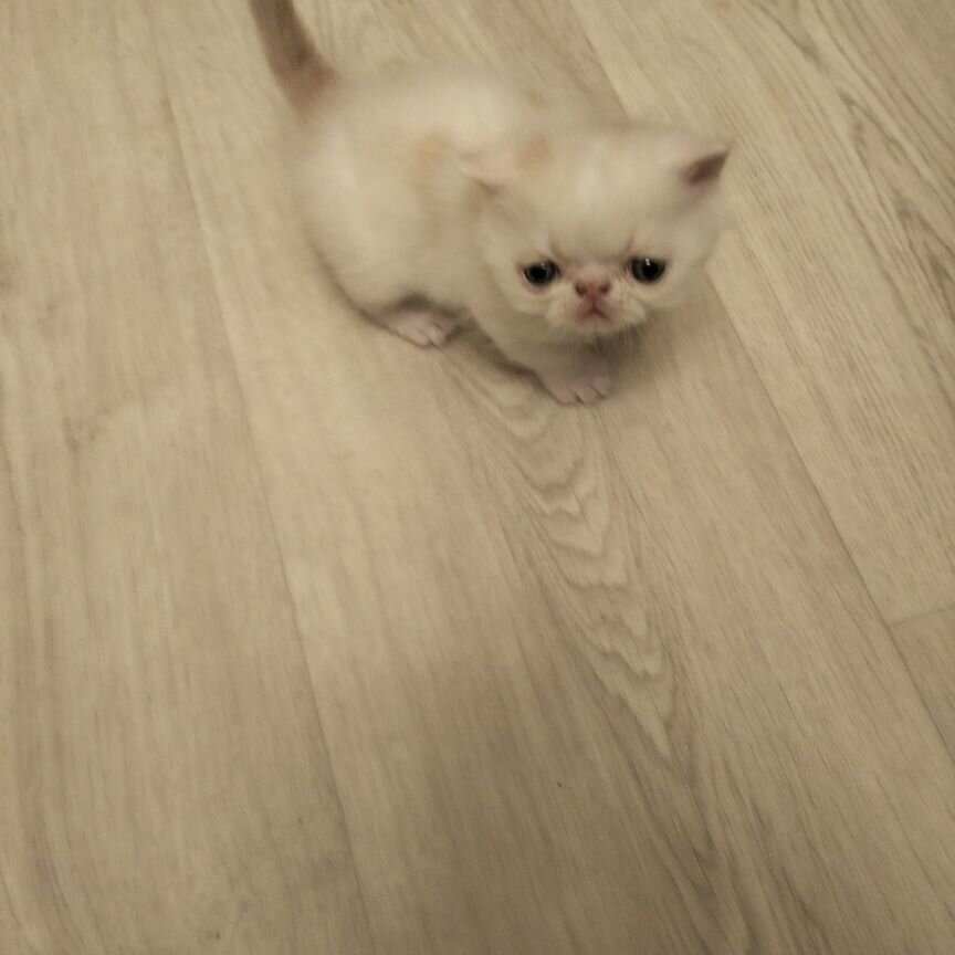 Экзотический котенок Колпино