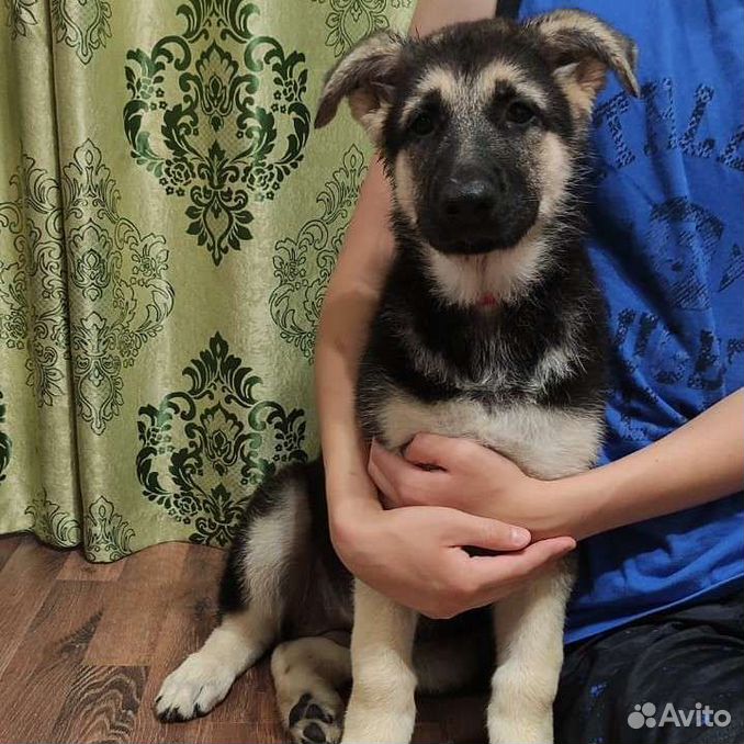 Восточноевропейская овчарка