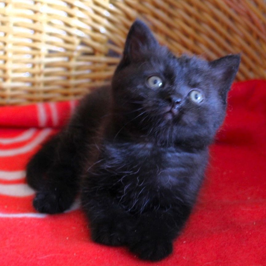 Шотландский котик