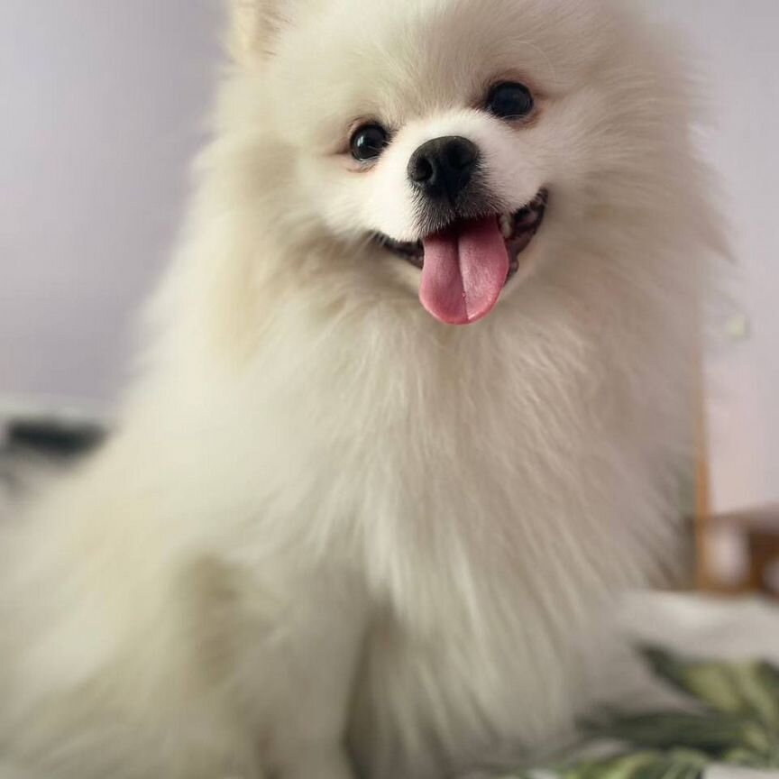 Померанский шпиц