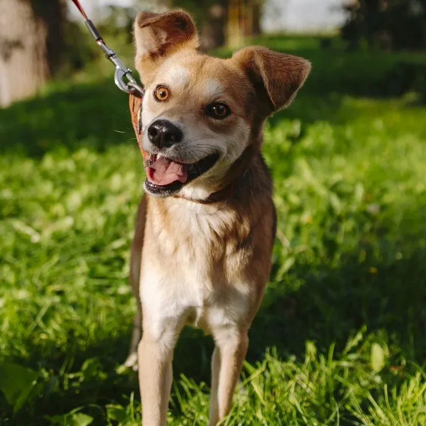 Взрослый пёс в добрые руки