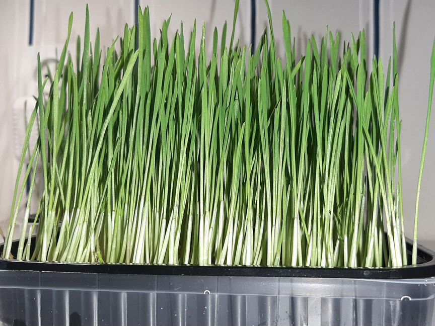 Травка для кошек