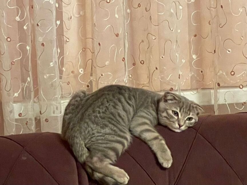 Котик