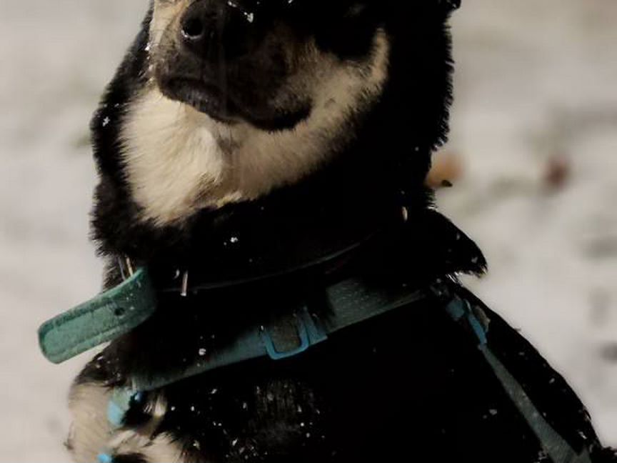 Собака в добрые руки