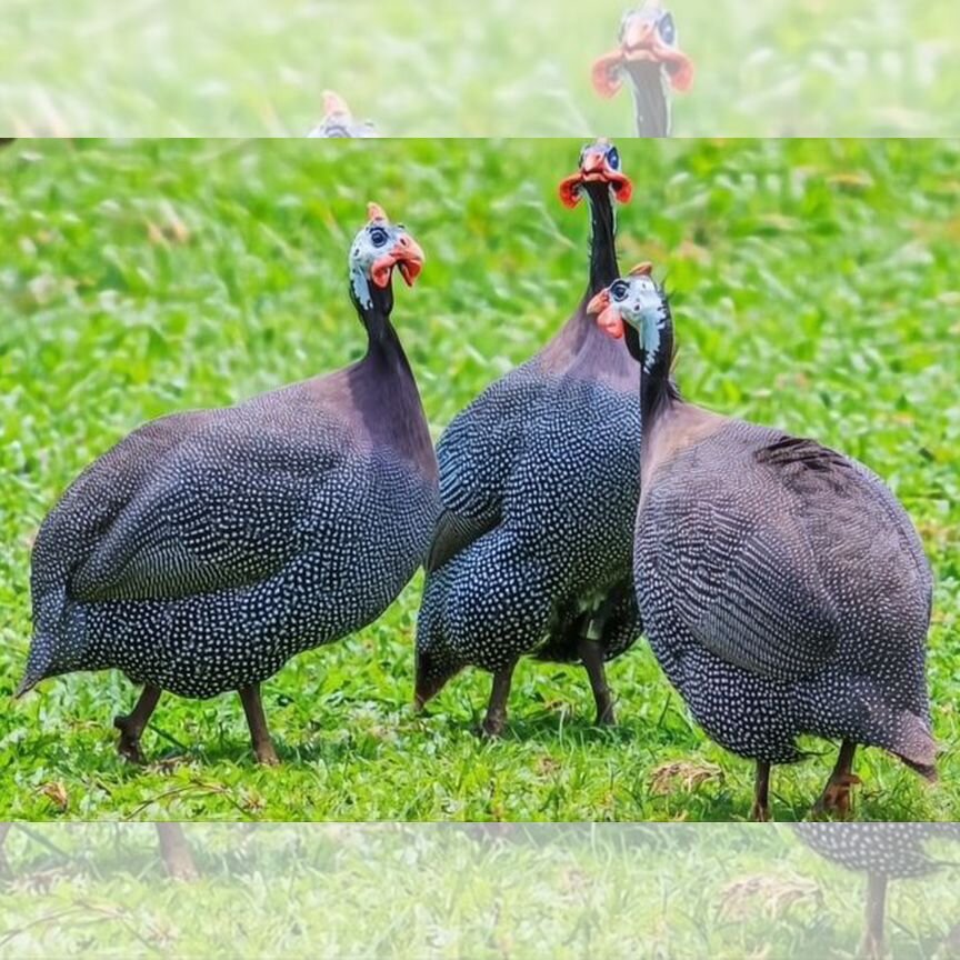 Цесарка бройлерная Серокрапчатая