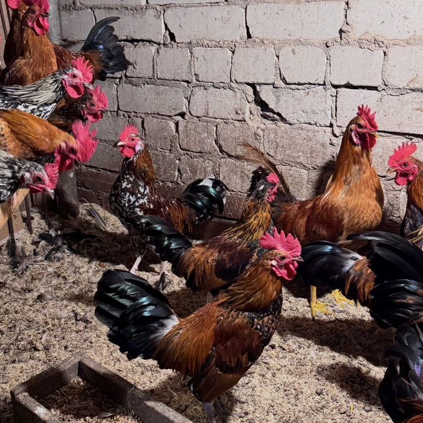 Инкубационное яйцо карликовых кур Бентамки