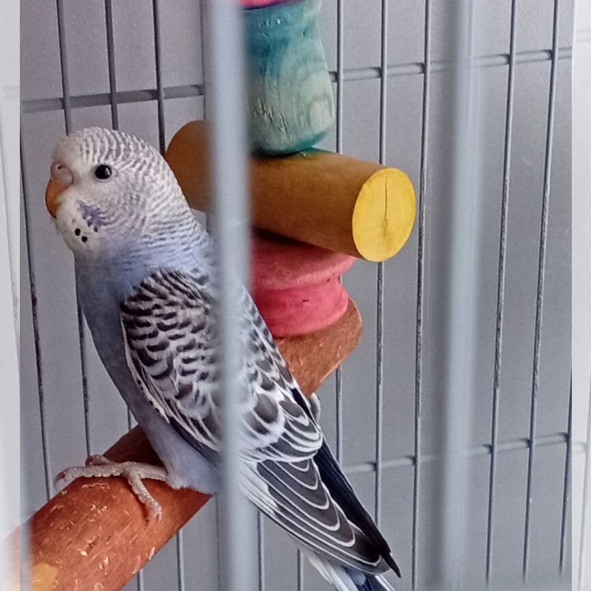 Птенец волнистого попугая