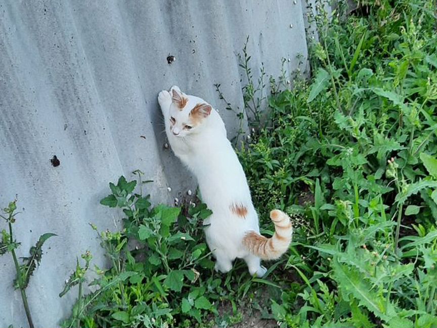 Потерялся кот. Аджимушкай