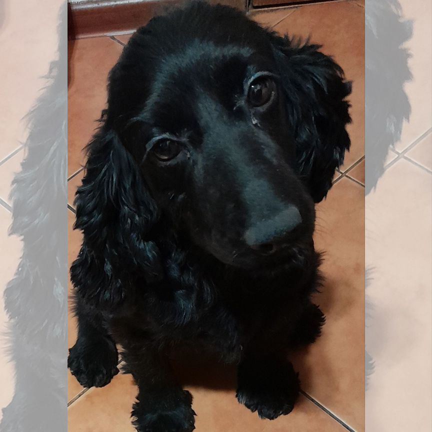 Русский охотничий спаниель, щенок