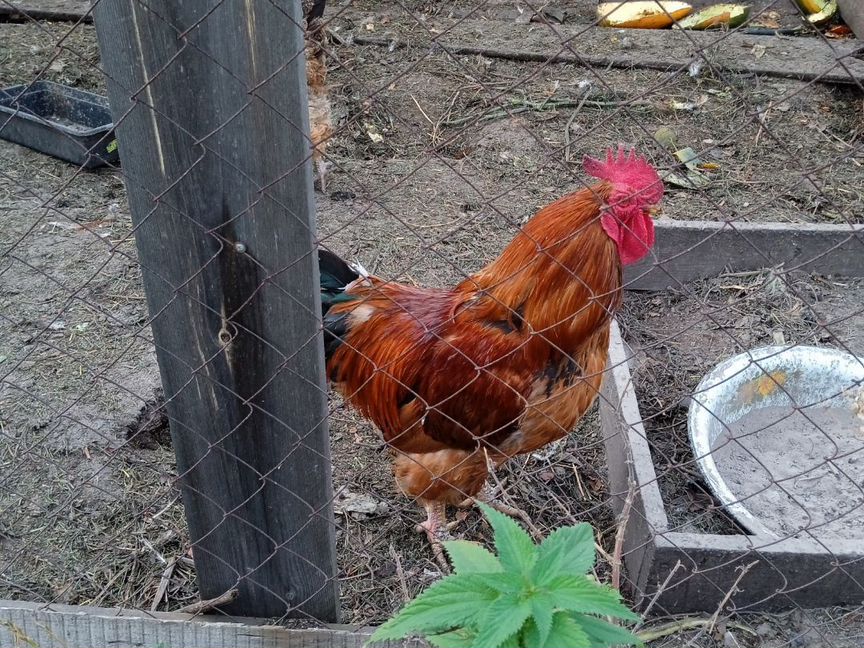 Петушок золотой гребешок