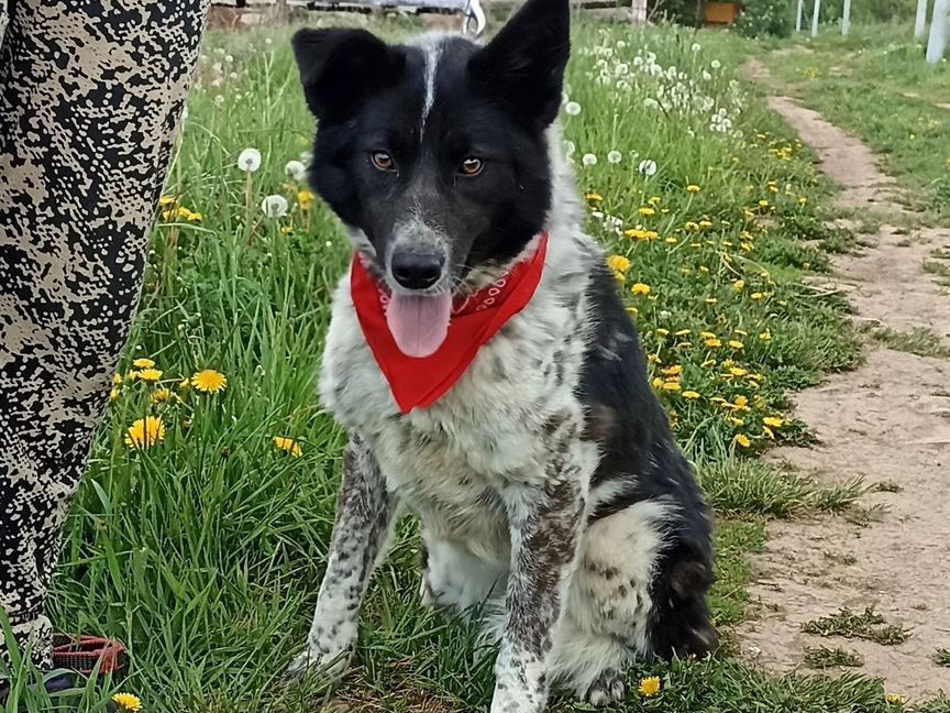 Собака Кира