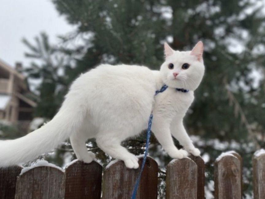 Абсолютно белая кошка в добрые руки