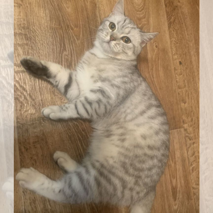 Котенок девочка