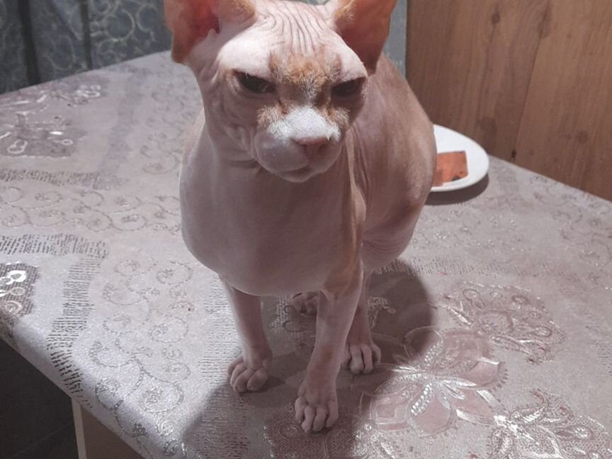 Кот сфинкс ищет кошечку